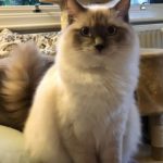 dicey - Anita Kelsey - Cat Behaviourist