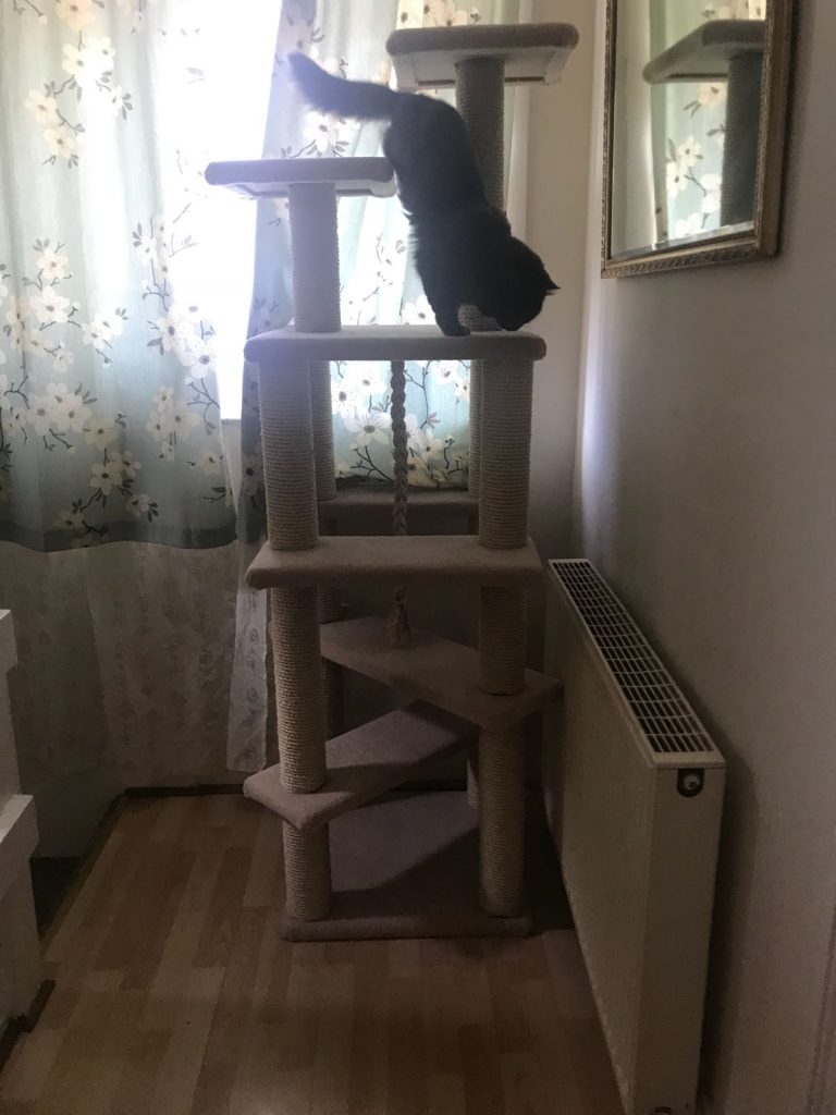 review of kalven deluxe gym cat climber