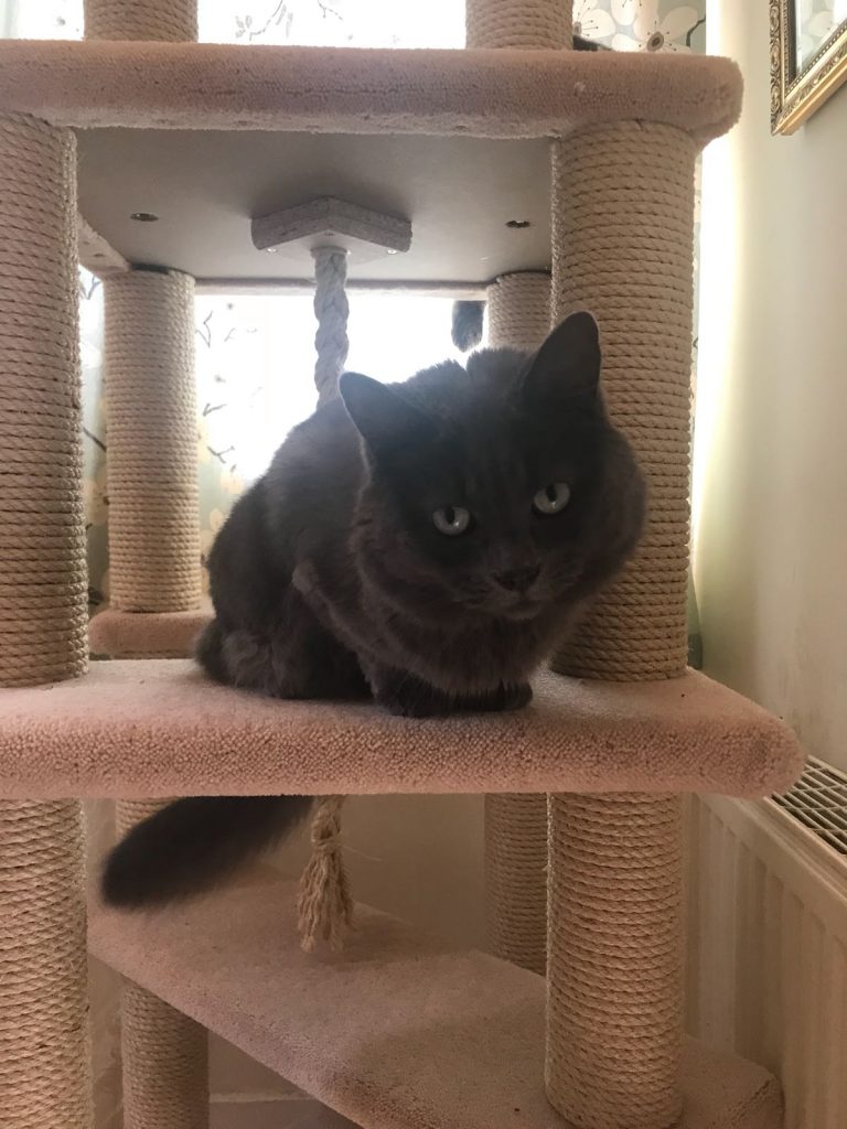 review of kalven deluxe gym cat climber