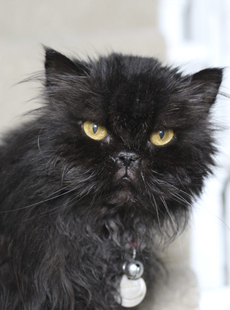 Understanding Feline Over-Grooming: Unveiling the Complexities of ...
