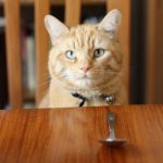 are you seeking a cat behaviourist to resolve cat issues? - Anita ...