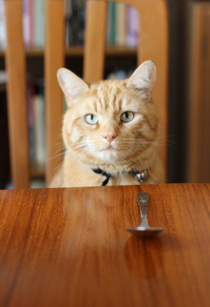 Selecting the Perfect Feline Companion in 5 Simple Steps