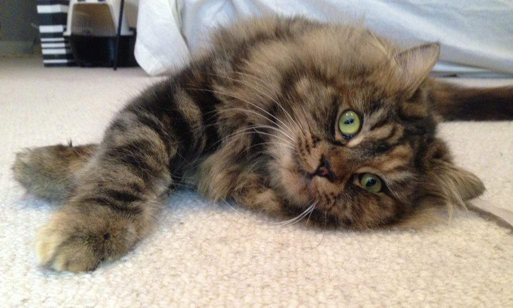 low petting threshold in cats by cat behaviourist Anita Kelsey