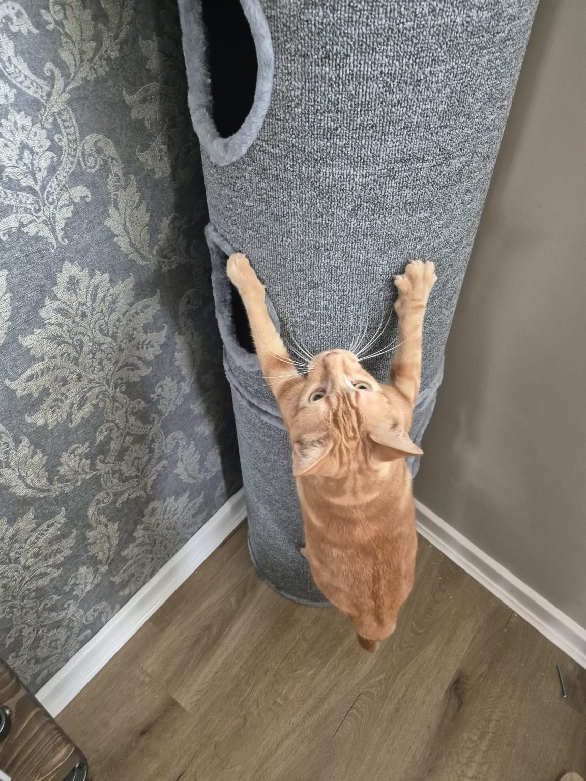 Seeking cat advice - Anita Kelsey - Cat Behaviourist